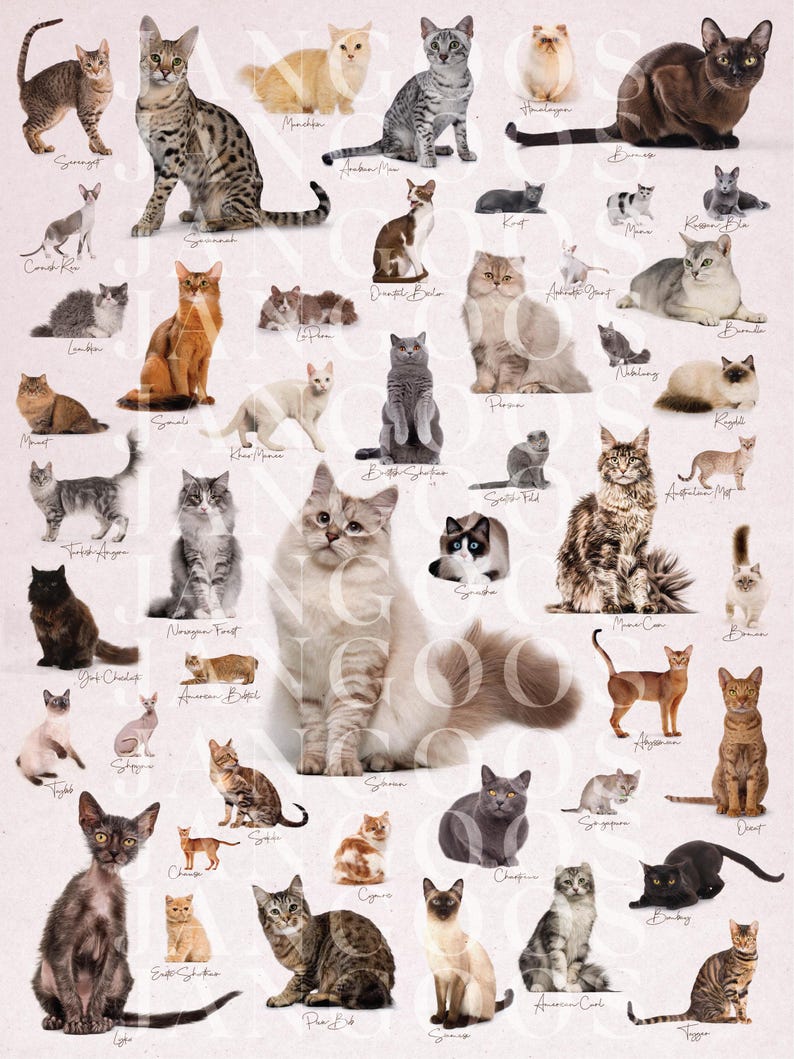 Cats of the World, Digital Printable, Cat Poster With Names, Book ...