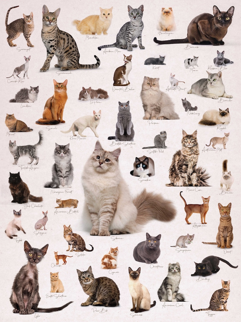 Cats of the World, Digital Printable, Cat Posters, Book Jacket, Gift ...