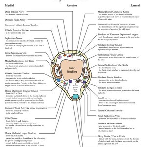 Ultimate Color Coded Anatomy Bundle Packet - Etsy