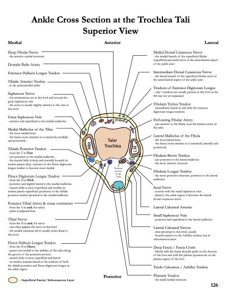 Ultimate Color Coded Anatomy Bundle Packet - Etsy