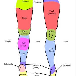 Ultimate Color Coded Anatomy Bundle Packet - Etsy