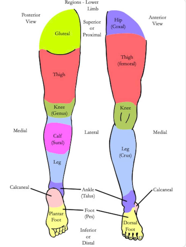 Ultimate Color Coded Anatomy Bundle Packet - Etsy