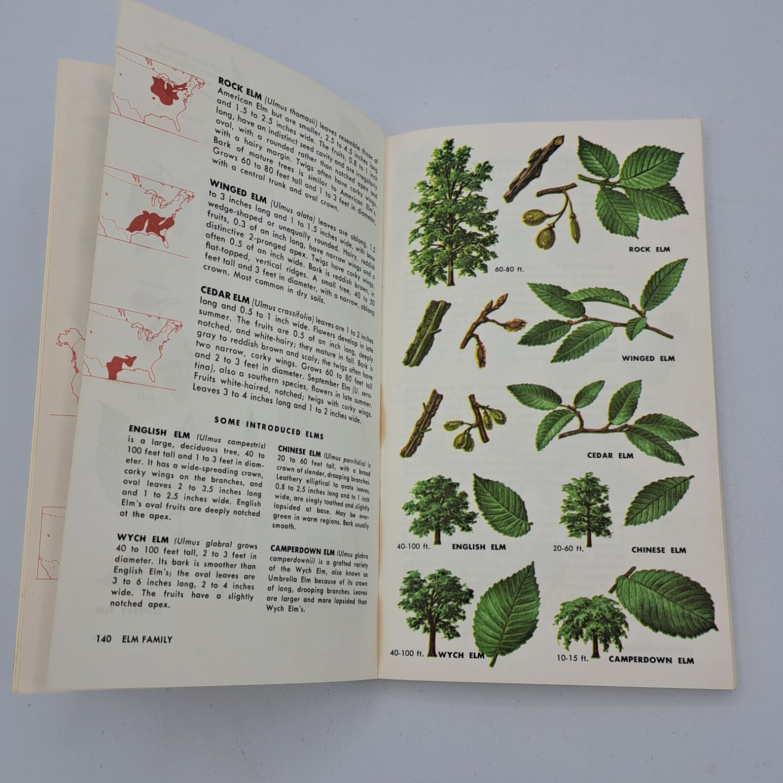 Vintage Book - A Guide to Field Identification Trees of North America ...