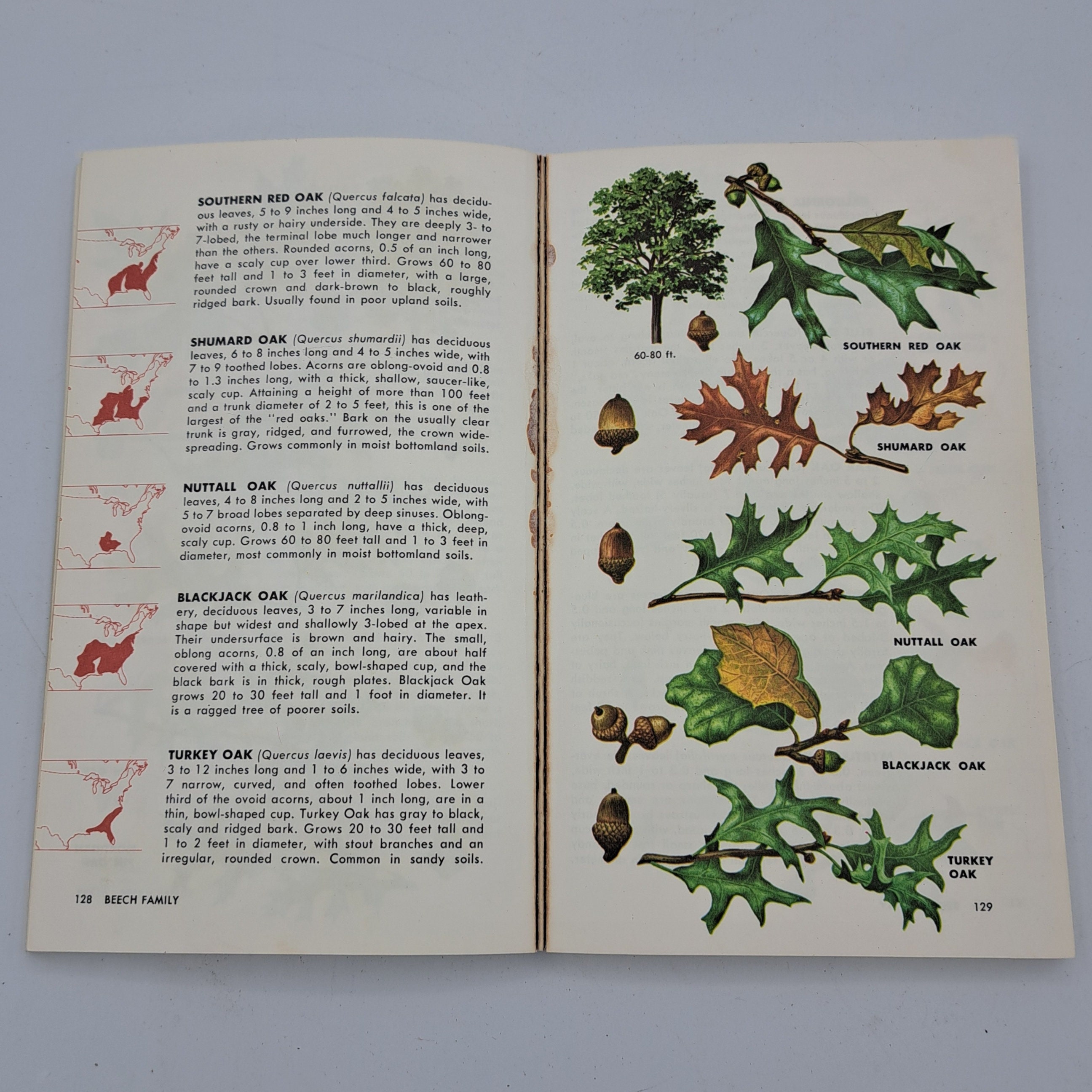 Vintage Book - A Guide to Field Identification Trees of North America ...