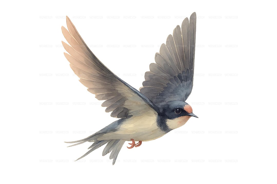 Flying Swallow PNG, Swallow Bird Clipart, Watercolor Bird Art, Swallow ...