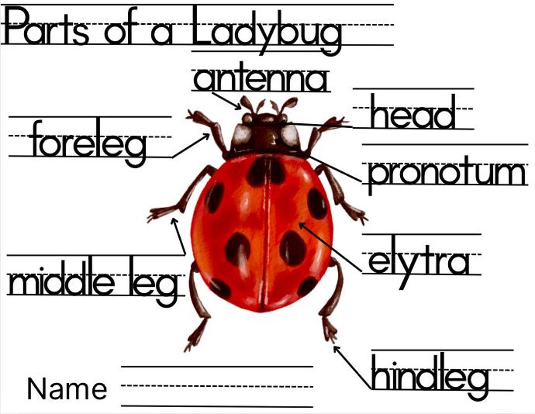 Montessori Inspired Parts of a Ladybug & Life Cycle of a Ladybug ...
