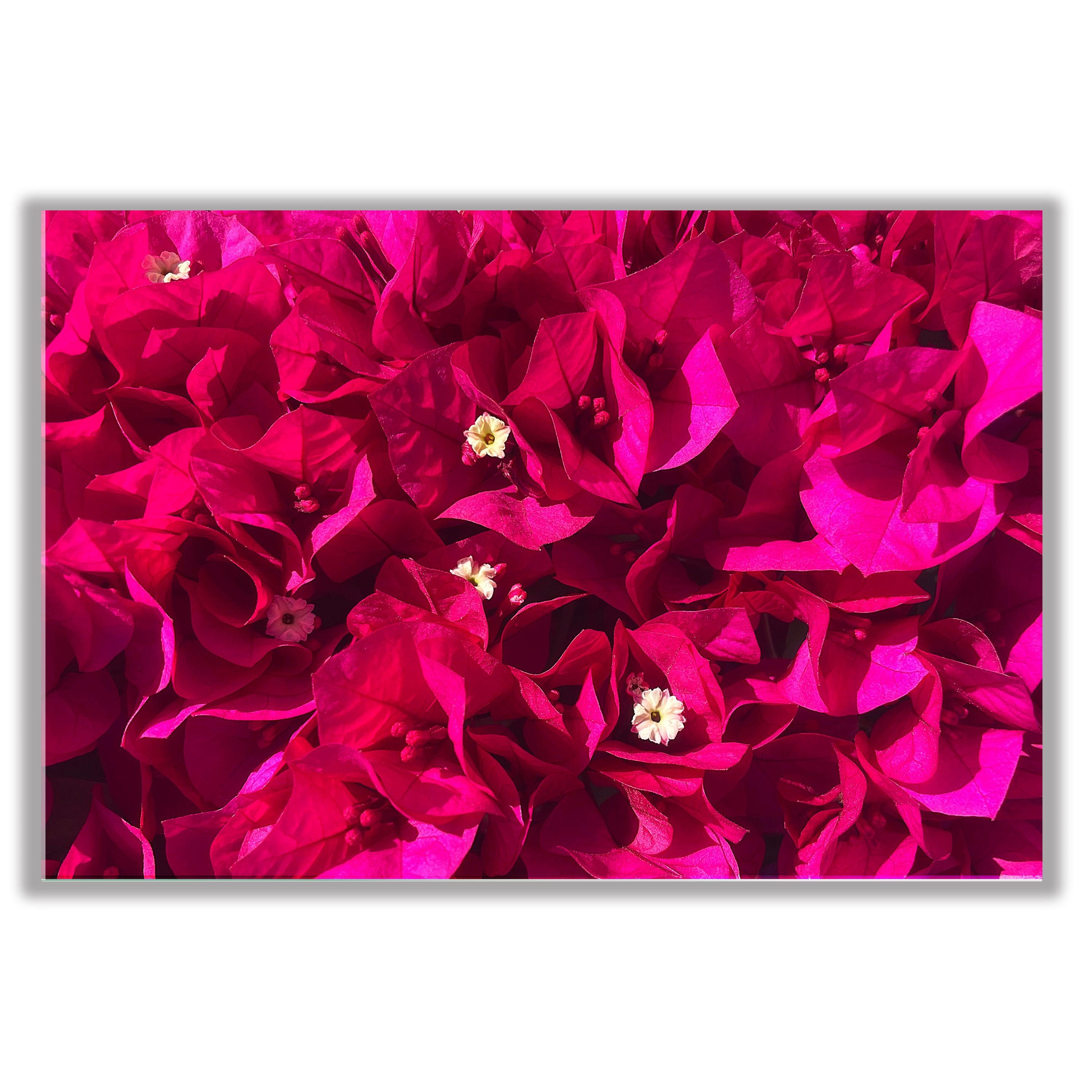 Magenta Bougainvillea Clear Acrylic Wall Art Abstract Art - Etsy