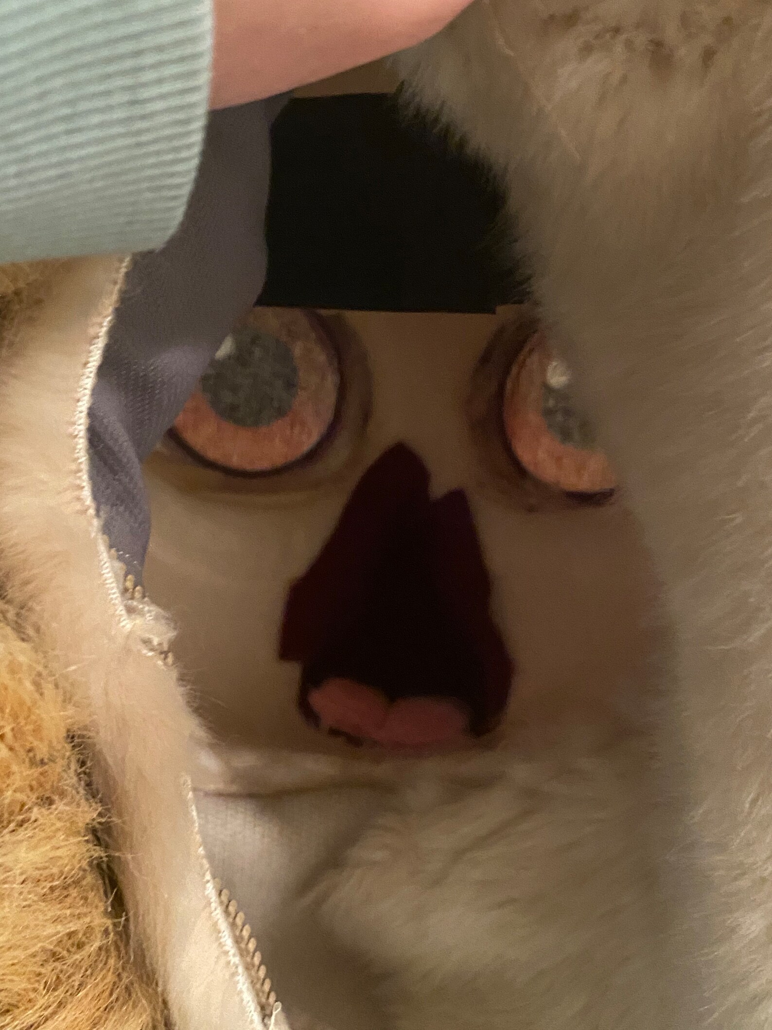 HQ Lemonbrat Fursuit Head Horse Full Partial - Etsy