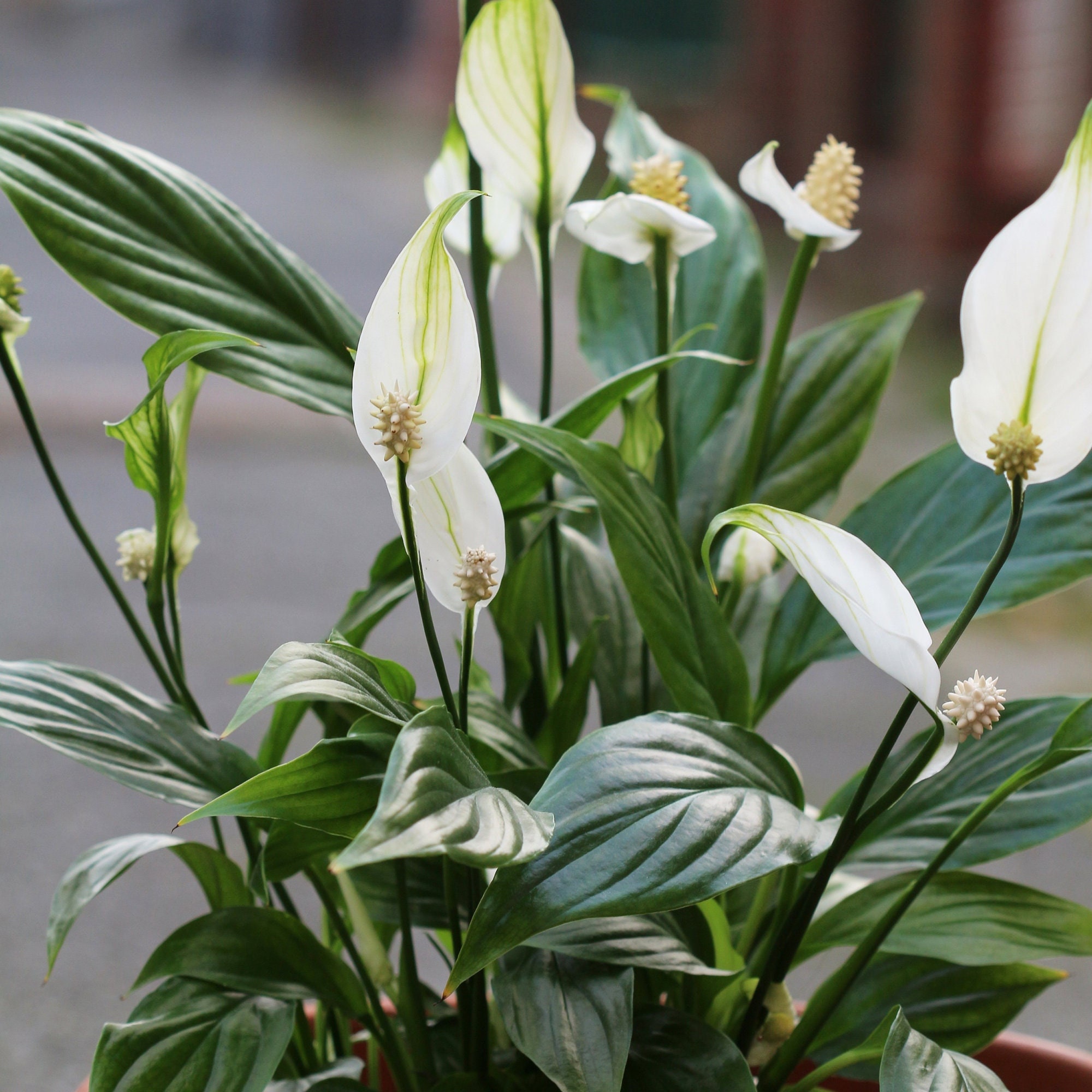 Peace Lily | Therapy Plant | Calmness, Air Purifying | Indoor Plant in ...