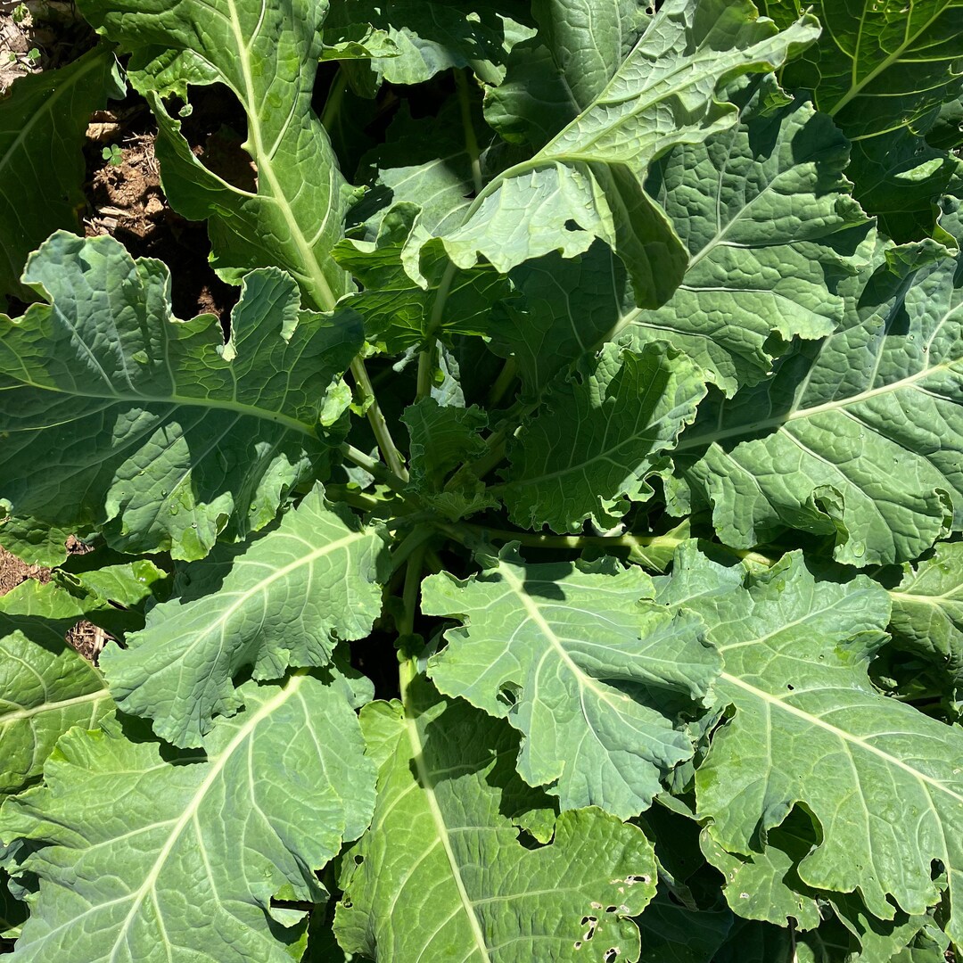 Collard Greens Seeds Organic Georgia Southern Heirloom, Non-gmo Seeds ...