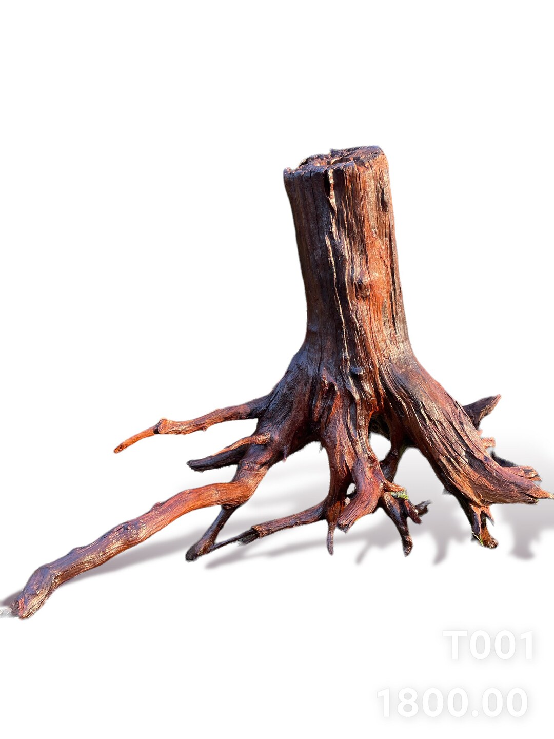 Large Natural Tree Root Sculpture. - Etsy