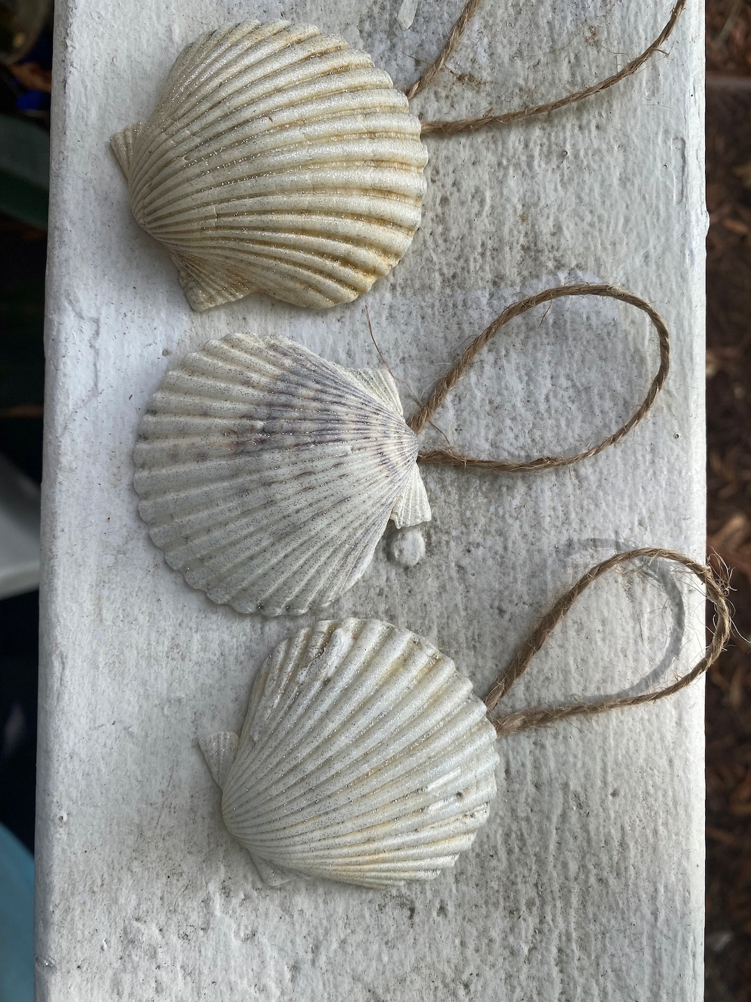 Seashell Ornaments - Etsy