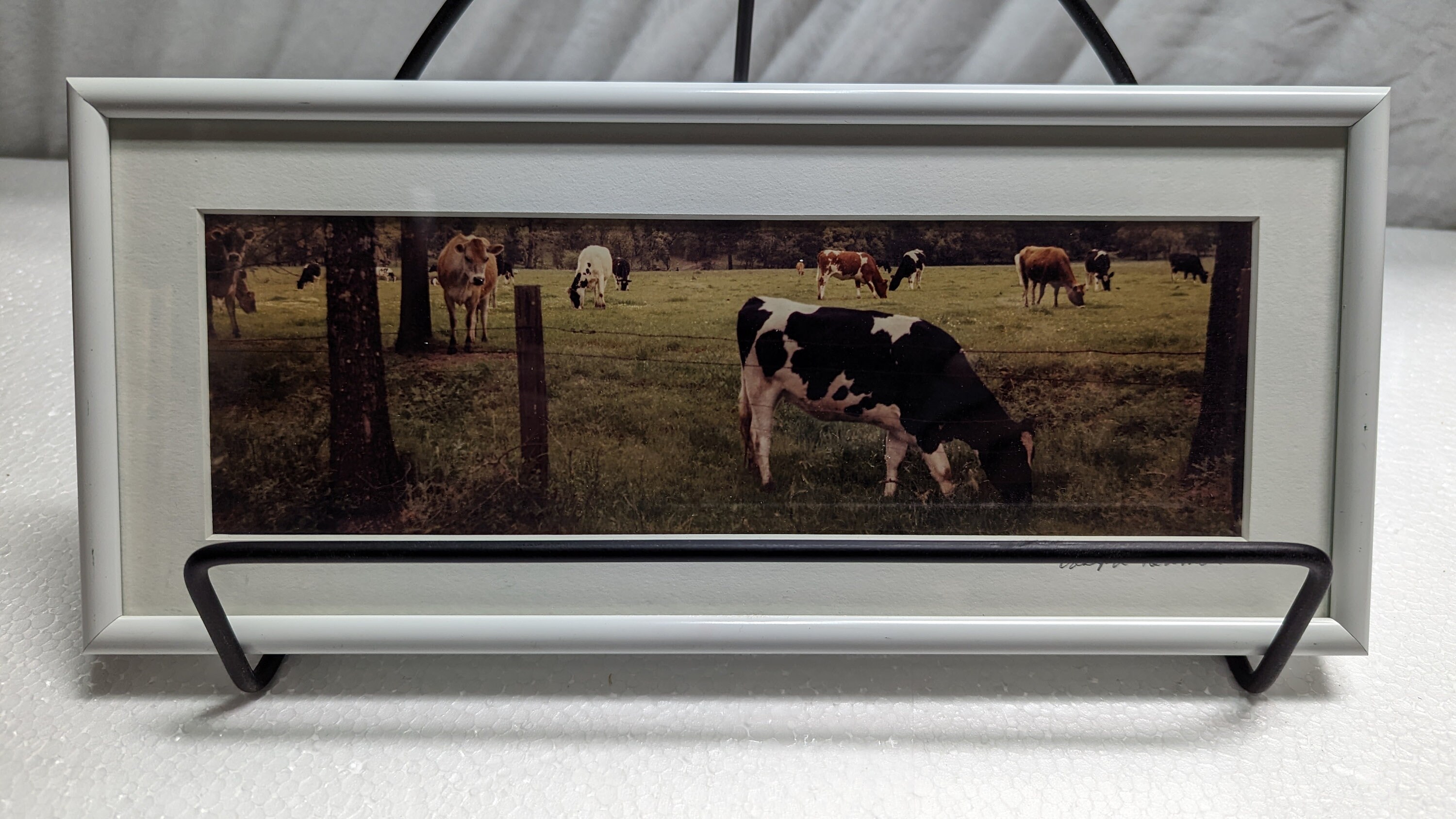 Signed Cow Art / Photo by Joseph Barnett 130 Famous Photographer ...