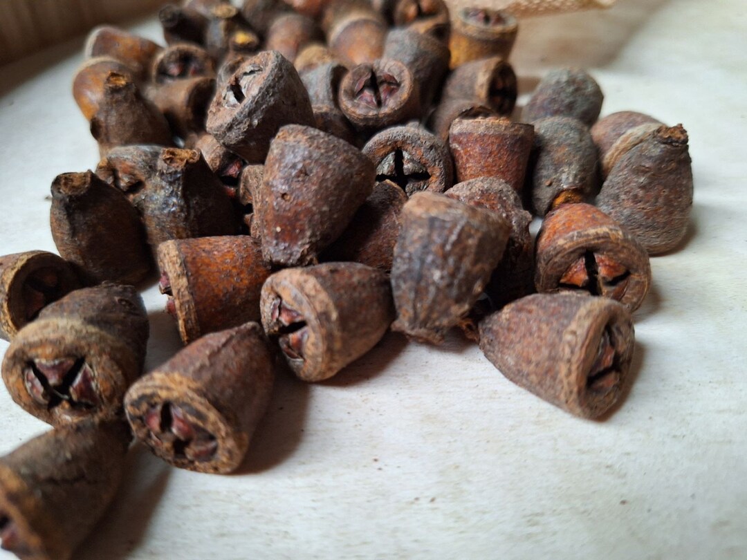 Large Gum Nuts - Etsy