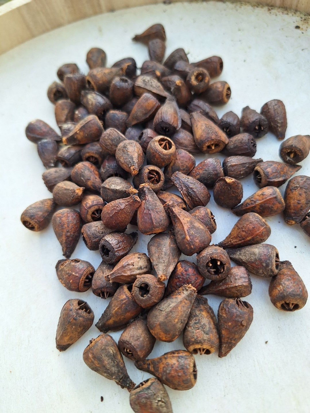 100 Medium Gum Nuts - Etsy