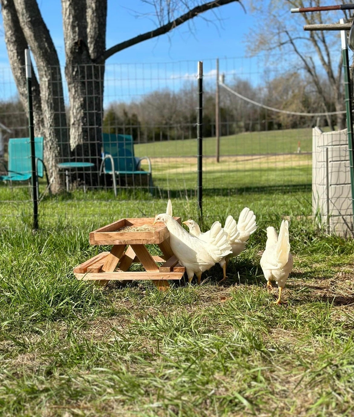 Chic-nic Table for Chicken Feed Maple, Walnut, or Oak Handmade Table ...
