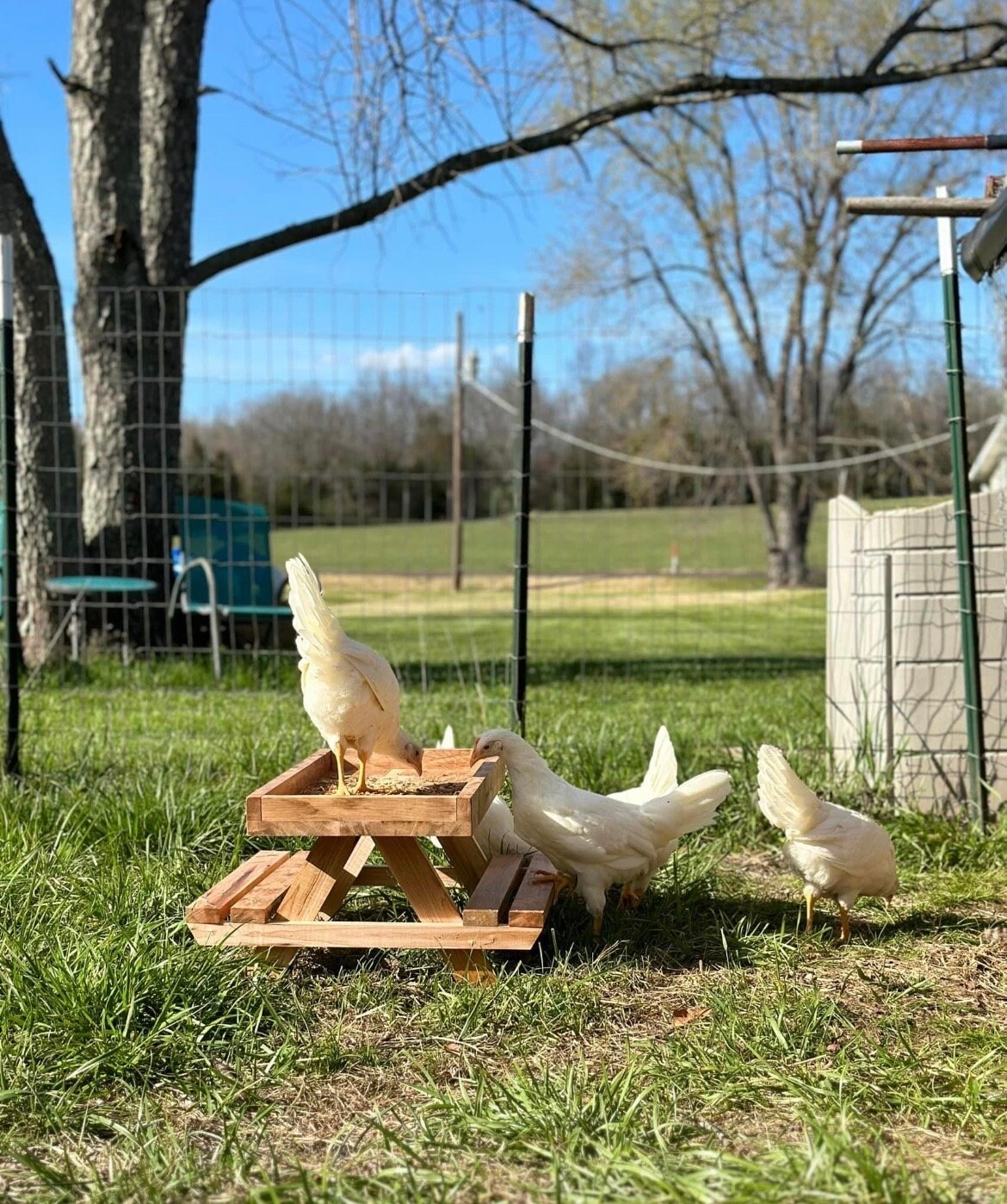 Chic-nic Table for Chicken Feed Maple, Walnut, or Oak Handmade Table ...