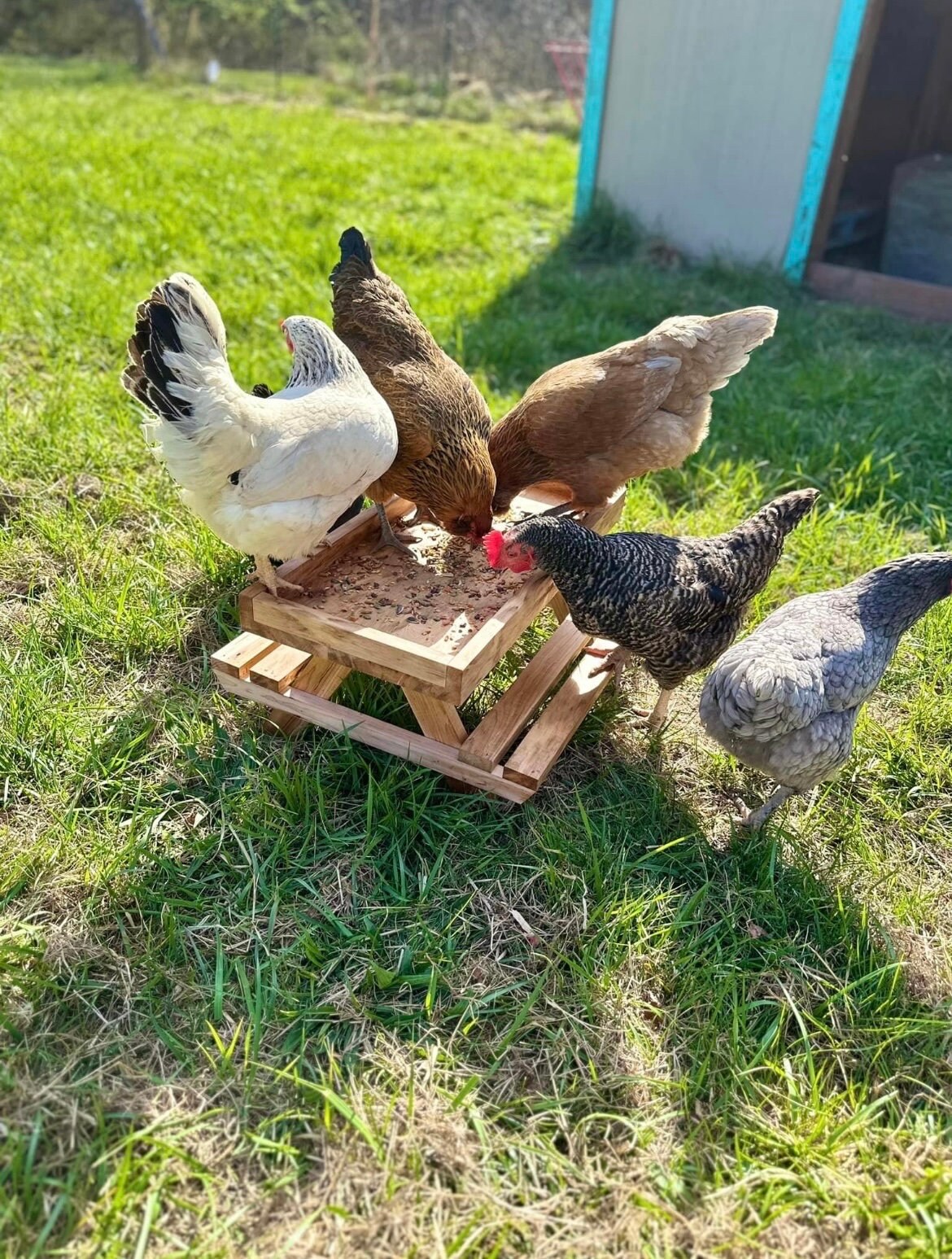 Chic-nic Table for Chicken Feed Maple, Walnut, or Oak Handmade Table ...