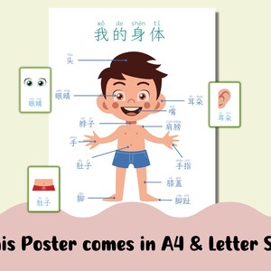Body Parts Printable Flashcards in SIMPLIFIED CHINESE | Educational ...