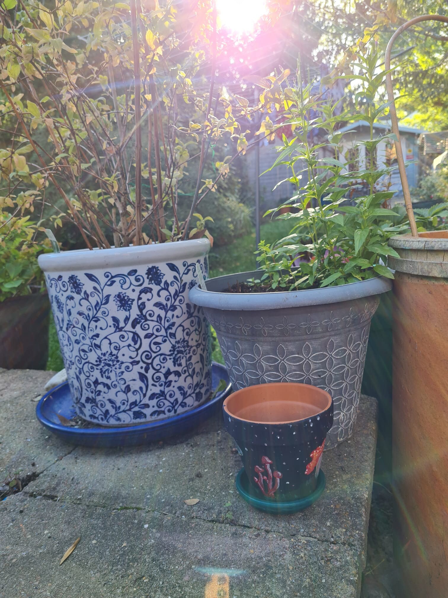 Mushrooms on a Night Sky - Handpainted Plant Pot - Etsy