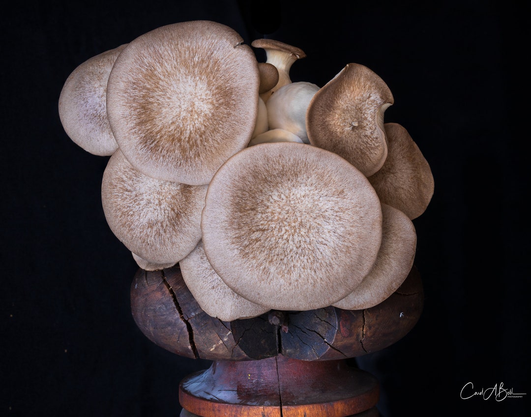 Mushroom Food Photograph on Black. Great for Kitchen, Dining Room Art ...