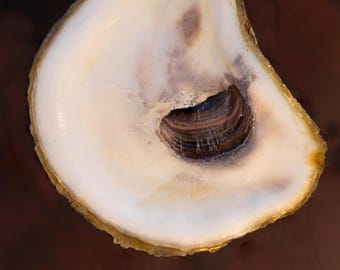 Oyster Seashell Close up From the Seashore. Beach, Ocean, Sea, Nautical ...