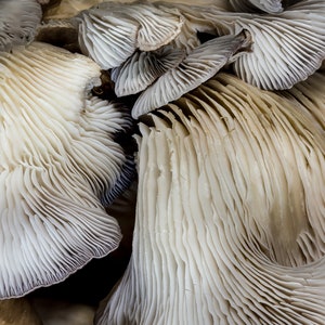 Ruffled Brown Oyster Mushroom on Pedestal. Kitchen, Dining Room Art ...