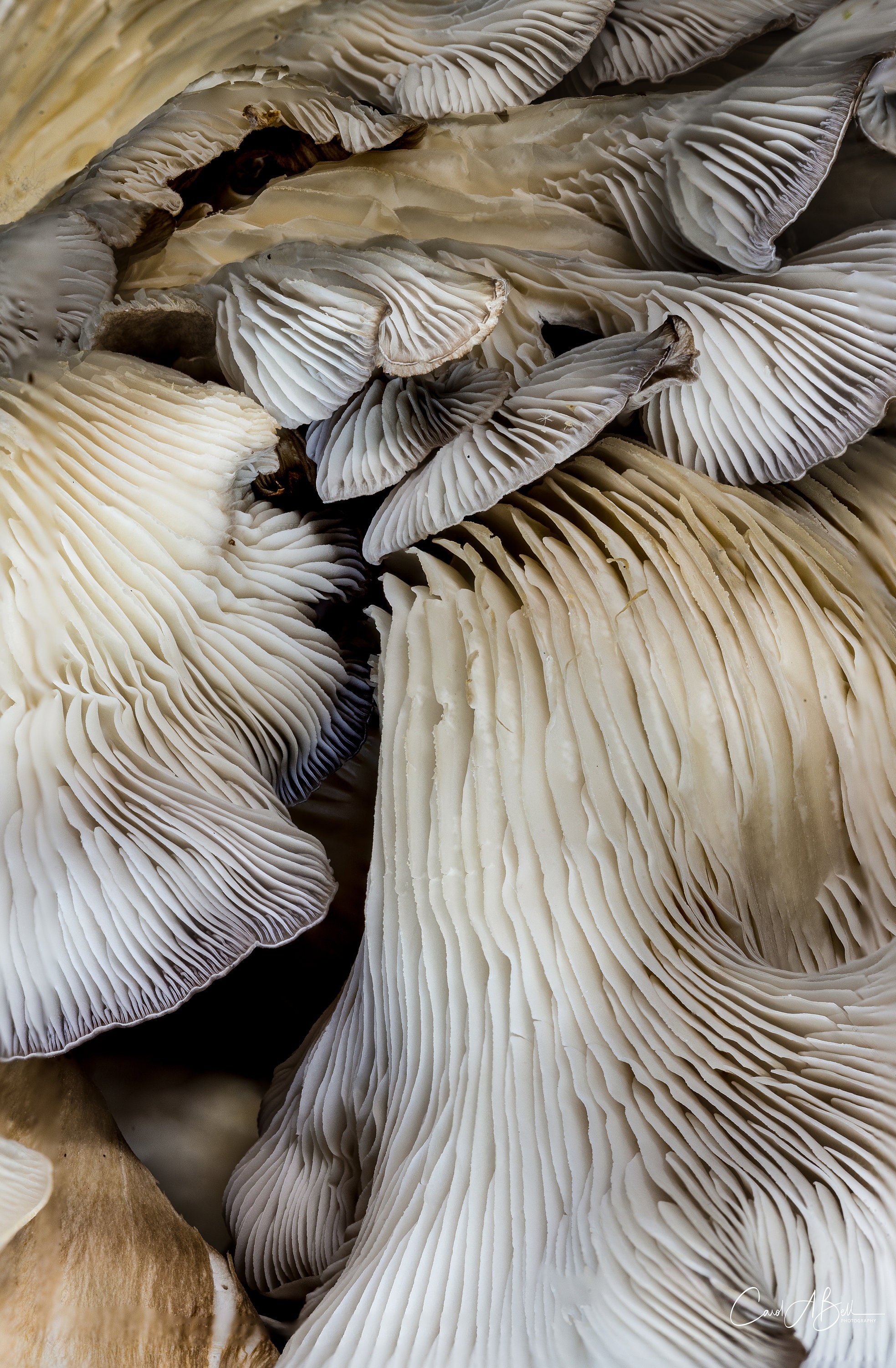 Ruffled Brown Oyster Mushroom on Pedestal. Kitchen, Dining Room Art ...