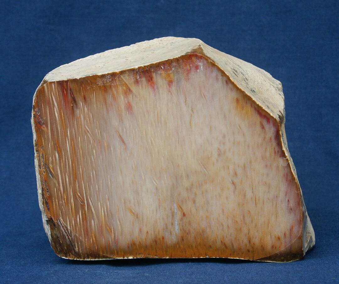 2 Very Rare Louisiana Petrified Palm Log, K5.15 - Etsy