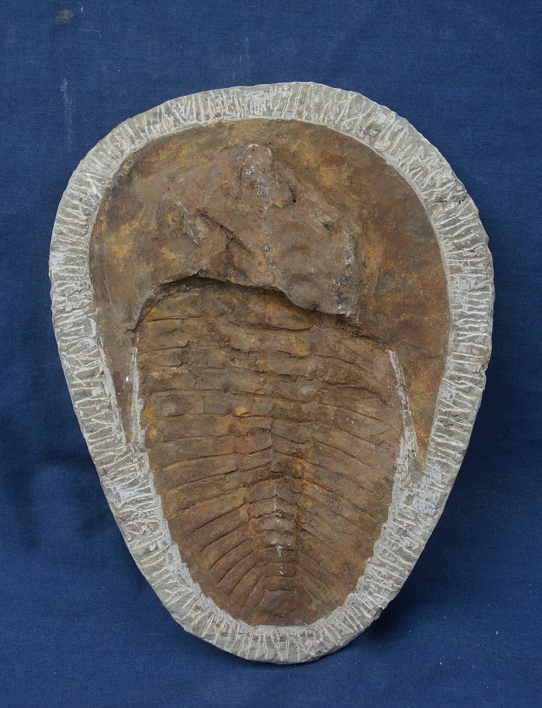 7 Trilobite Fossil Plate, 2.8.2 - Etsy