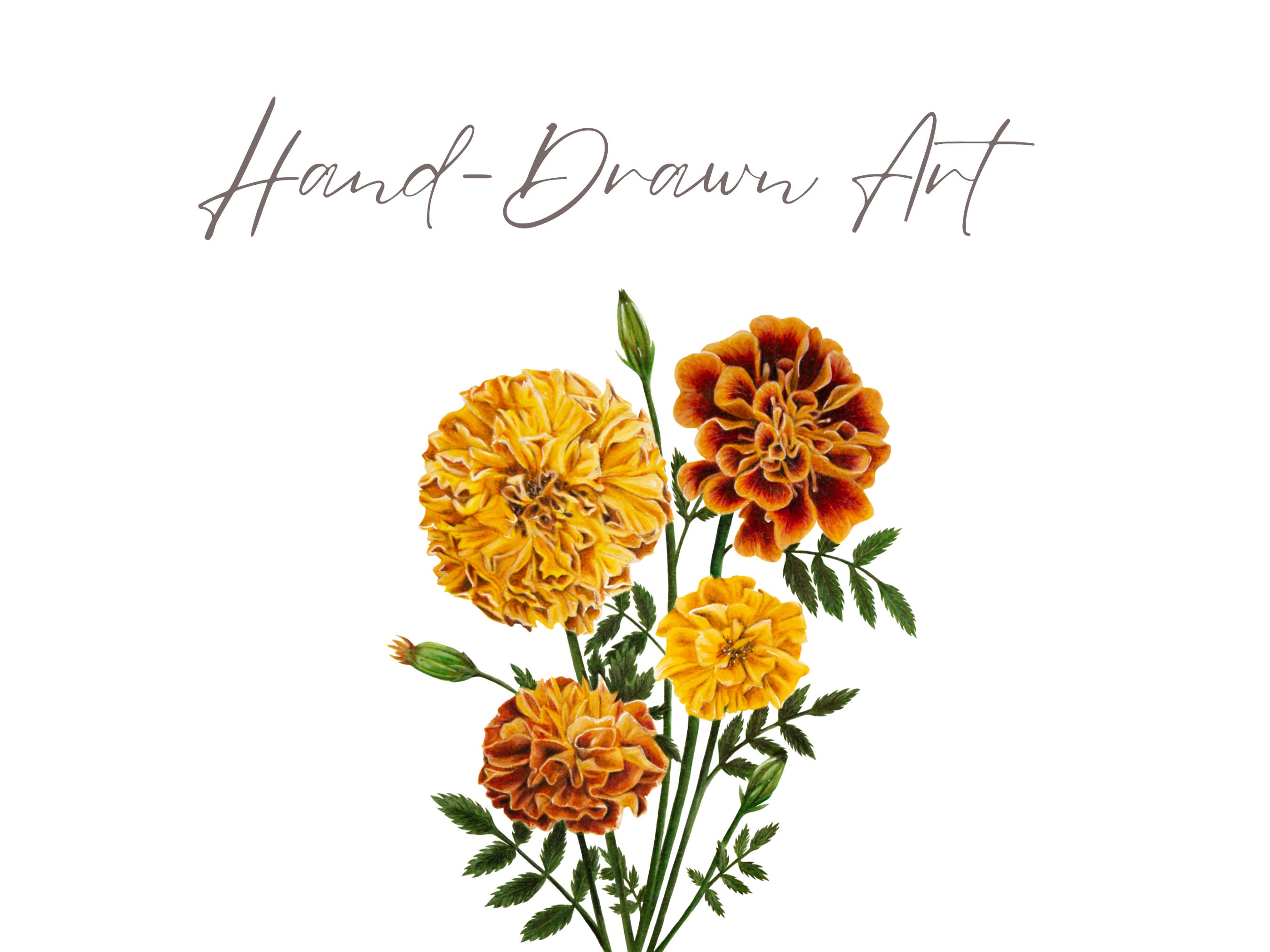 Marigold Flower Art Print, Colored Pencil Art, Printable Wall Art, Fall ...