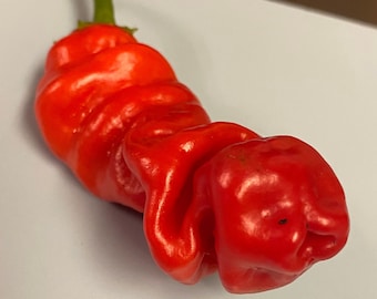 Yellow Peter Pepper Seeds - Etsy