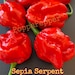 Red Sepia Serpent Pepper Seeds - Etsy