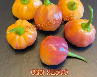 CGN 23208 Pepper Seeds 25-50 Seeds - Etsy