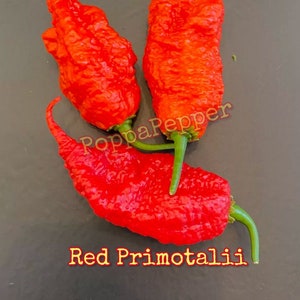 Primotalii Pepper Seeds - Etsy