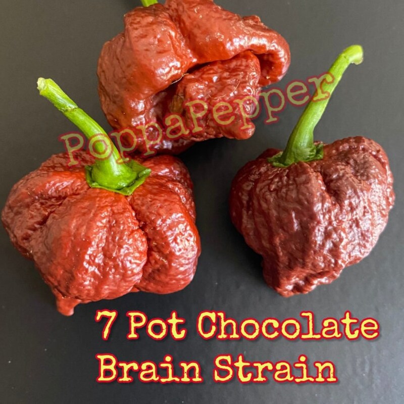 Chocolate Brain - Etsy