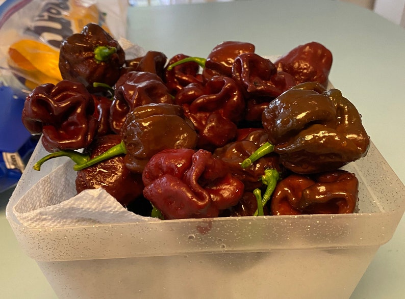 Chocolate Douglah Pepper Seeds - Etsy