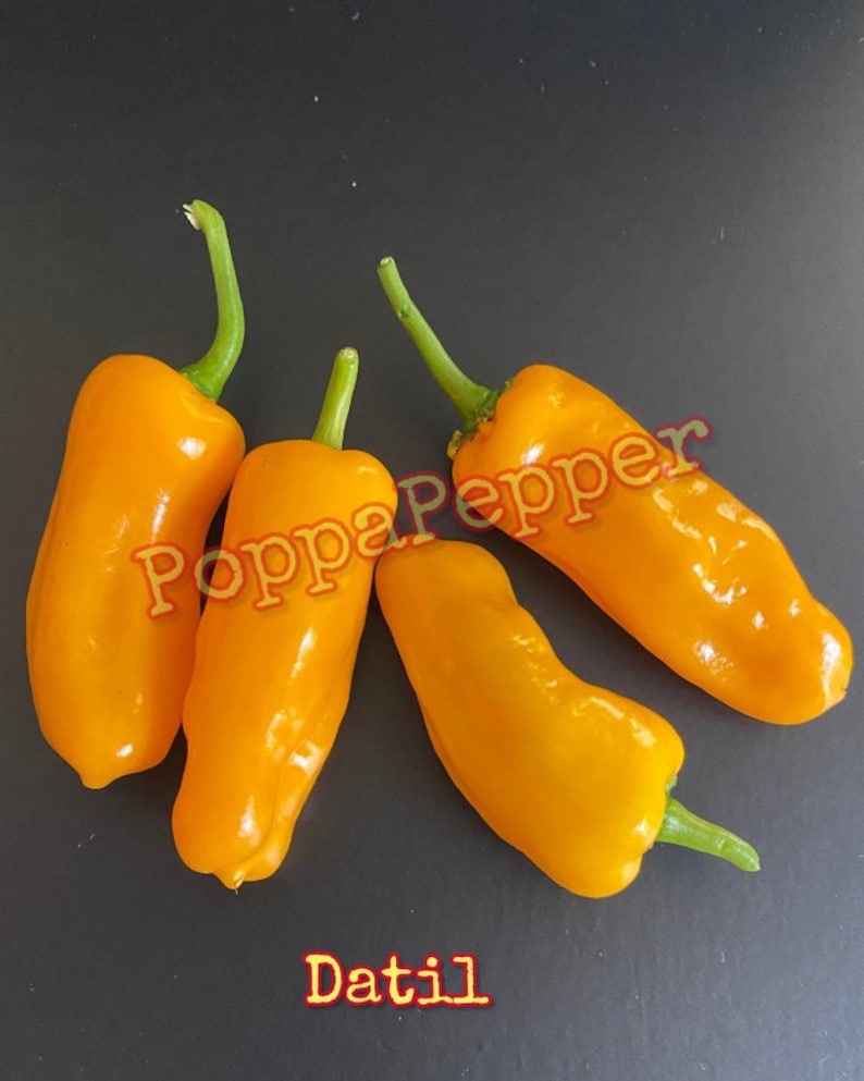 Datil Pepper Seeds - Etsy