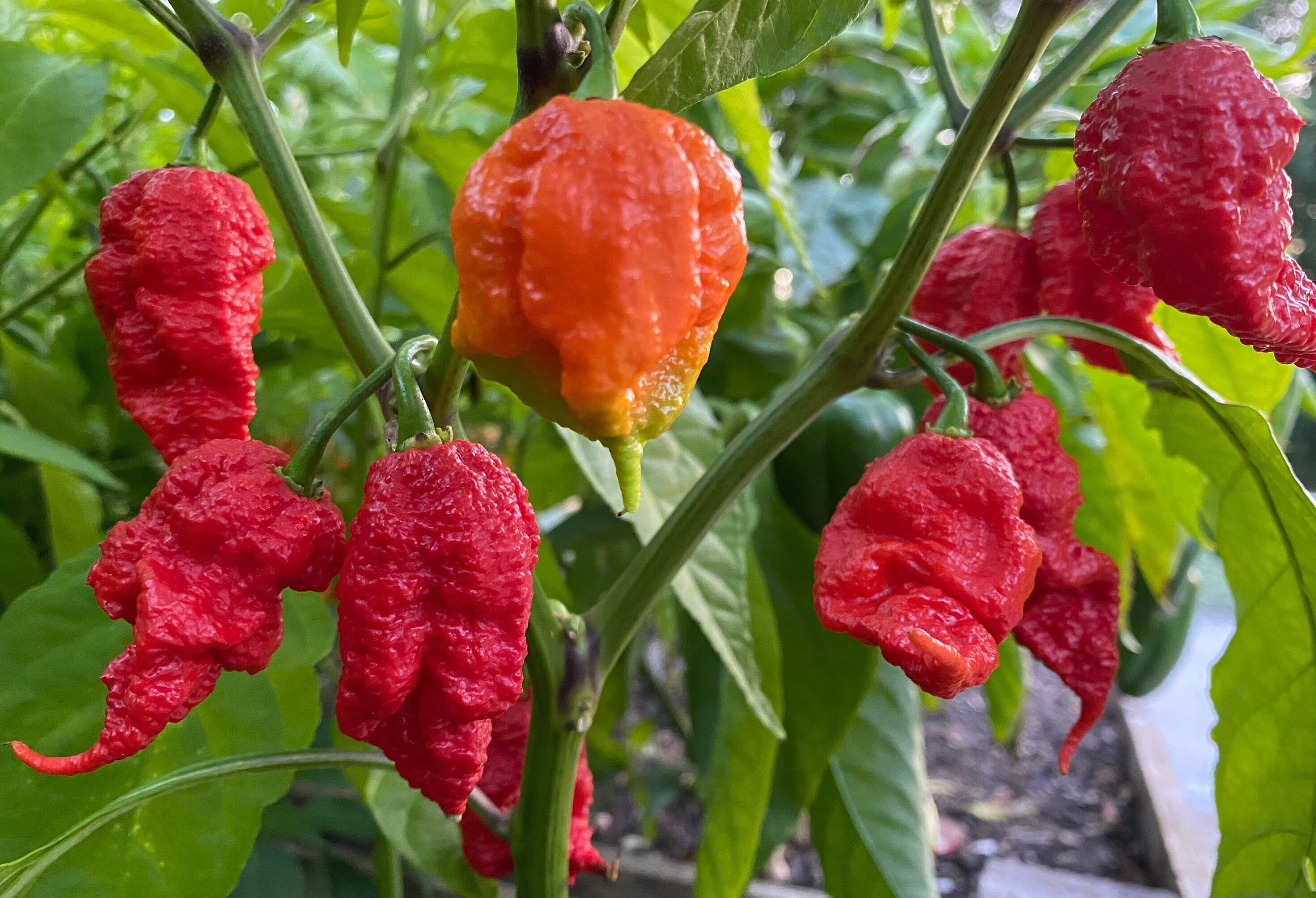 Primotalii Pepper Seeds - Etsy