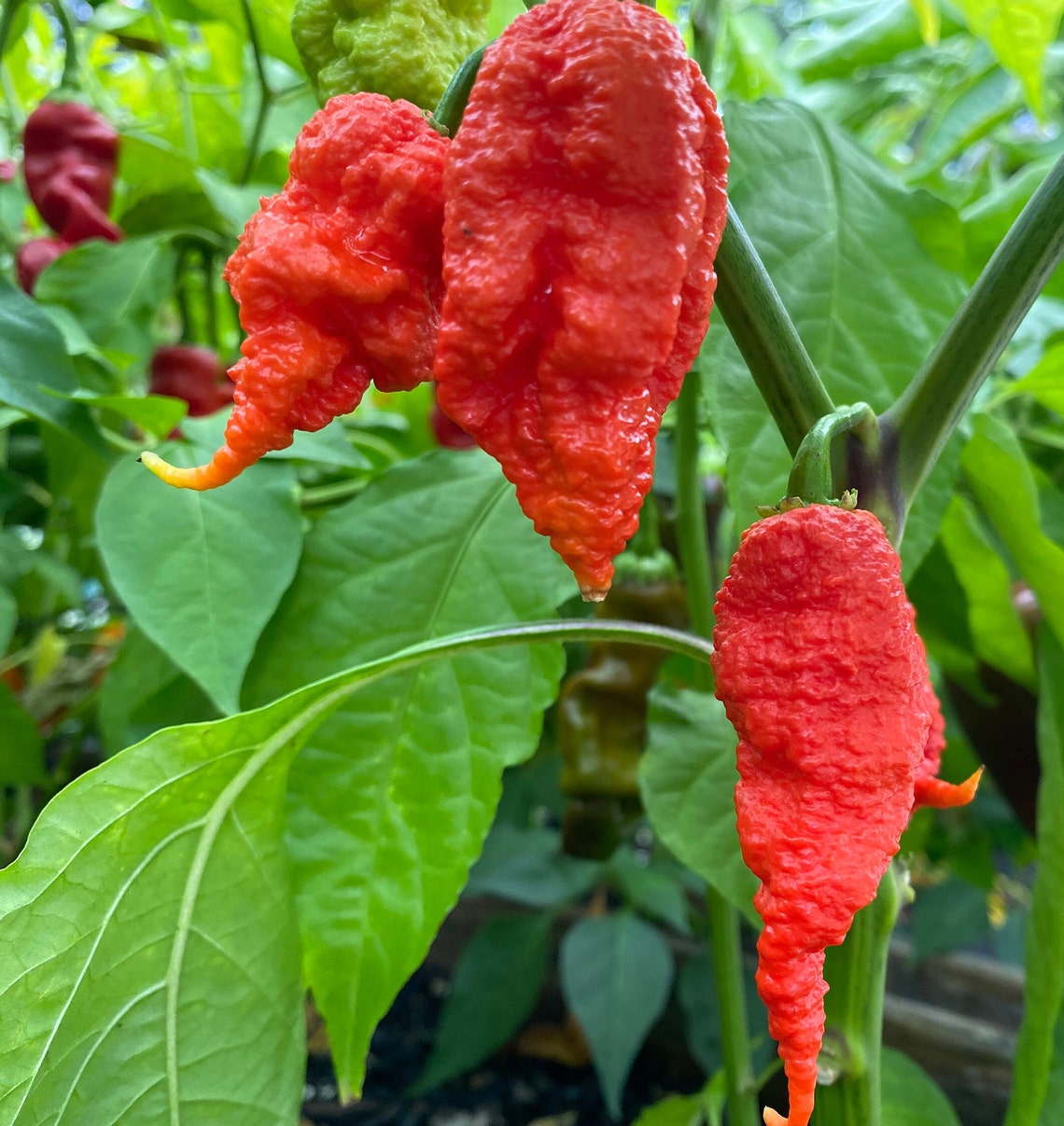 Primotalii Pepper Seeds - Etsy