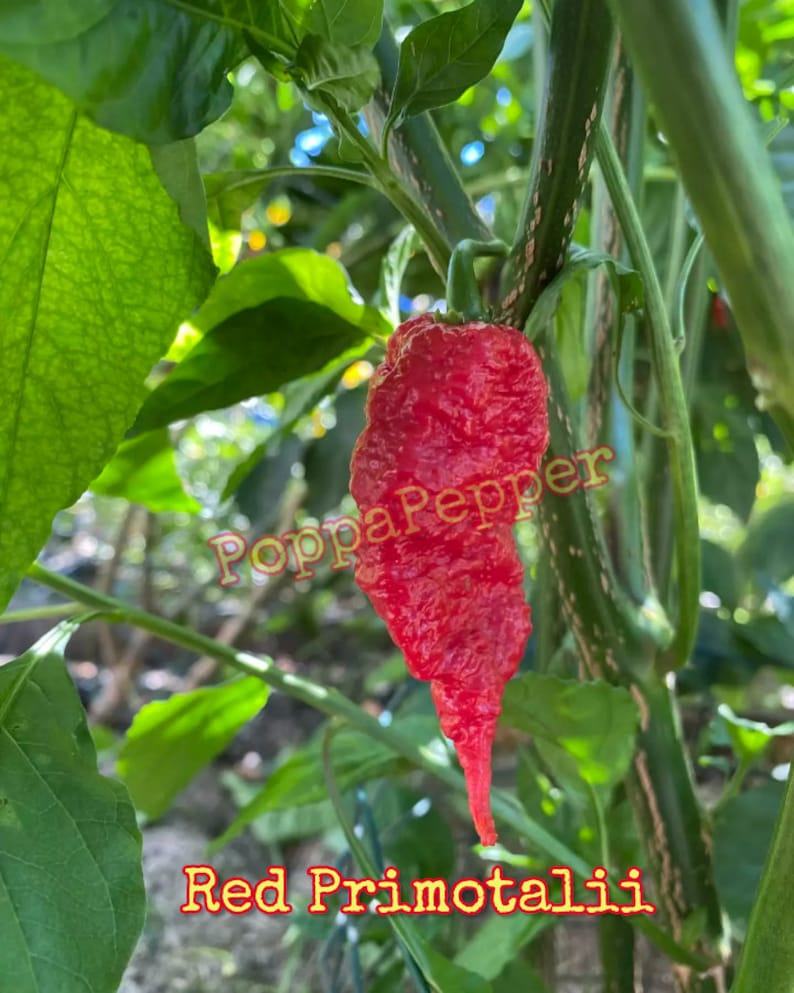Primotalii Pepper Seeds - Etsy