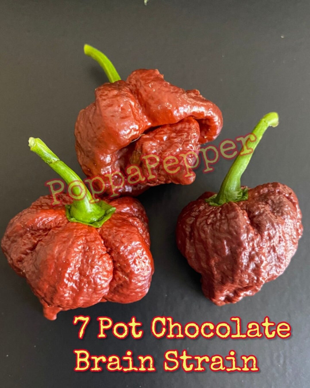 Chocolate Brain Strain Pepper Seeds - Etsy