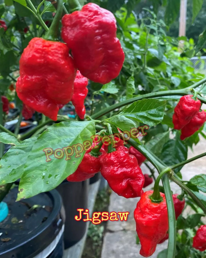 Jigsaw Pepper Seeds - Etsy