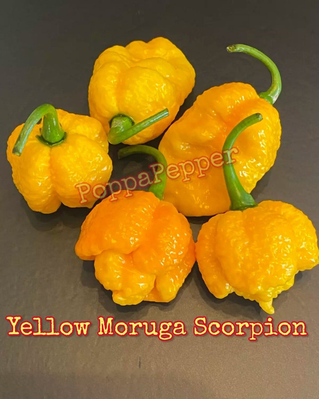 Yellow Moruga Scorpion Pepper Seeds - Etsy