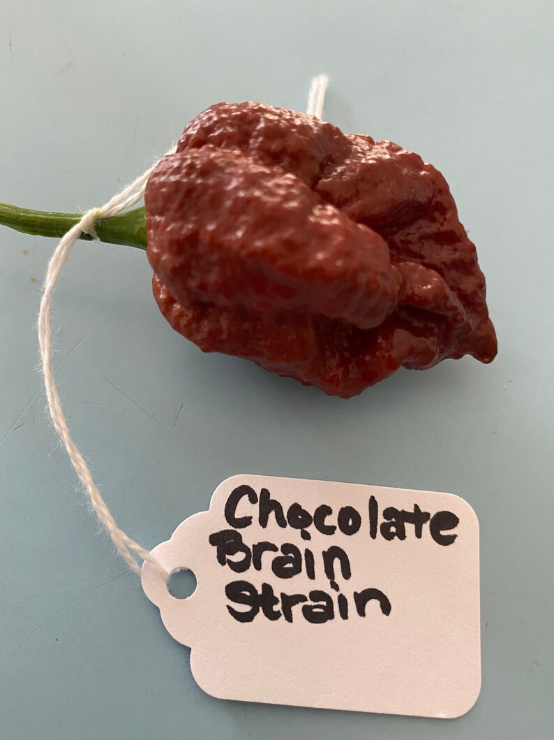 Chocolate Brain Strain Pepper Seeds - Etsy