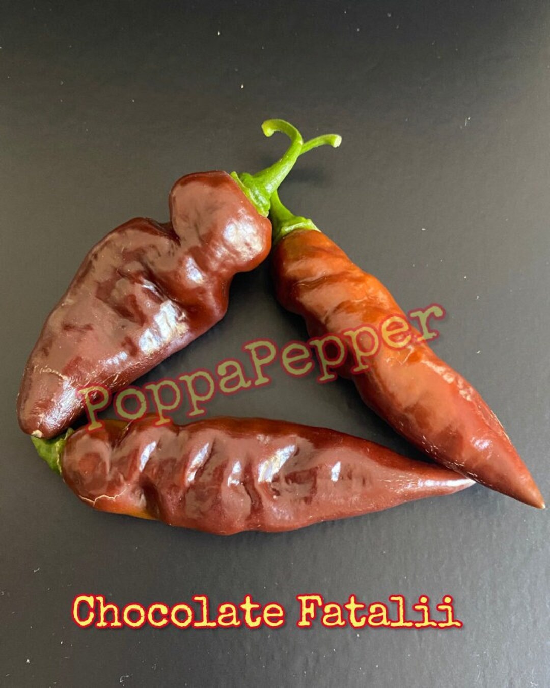 Chocolate Fatalii Pepper Seeds - Etsy
