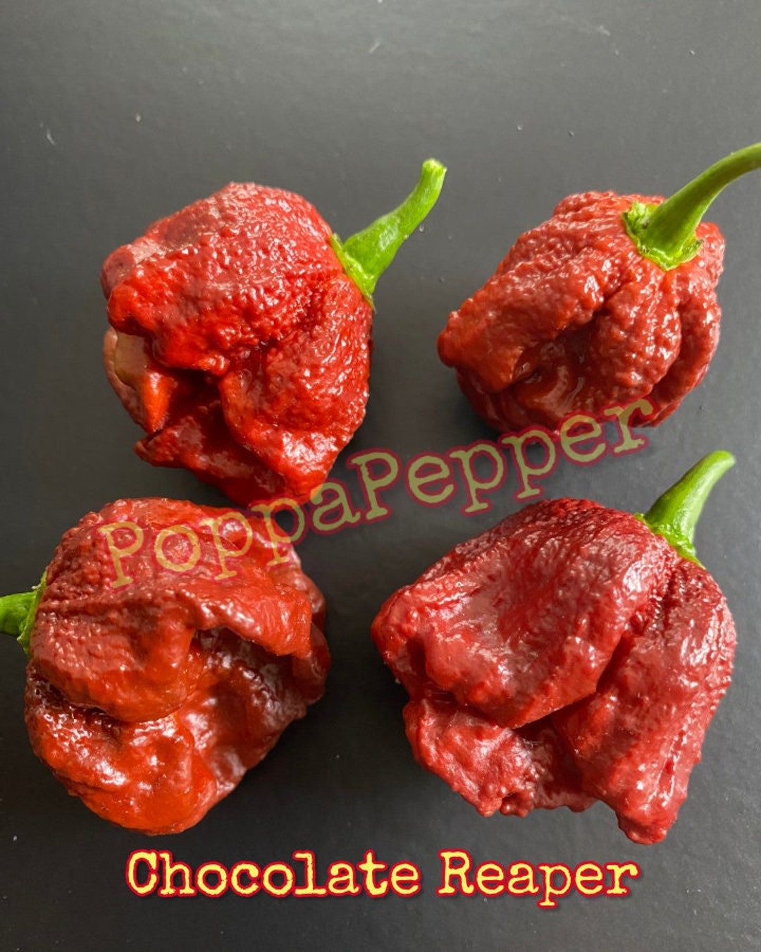 Chocolate Reaper Pepper Seeds - Etsy