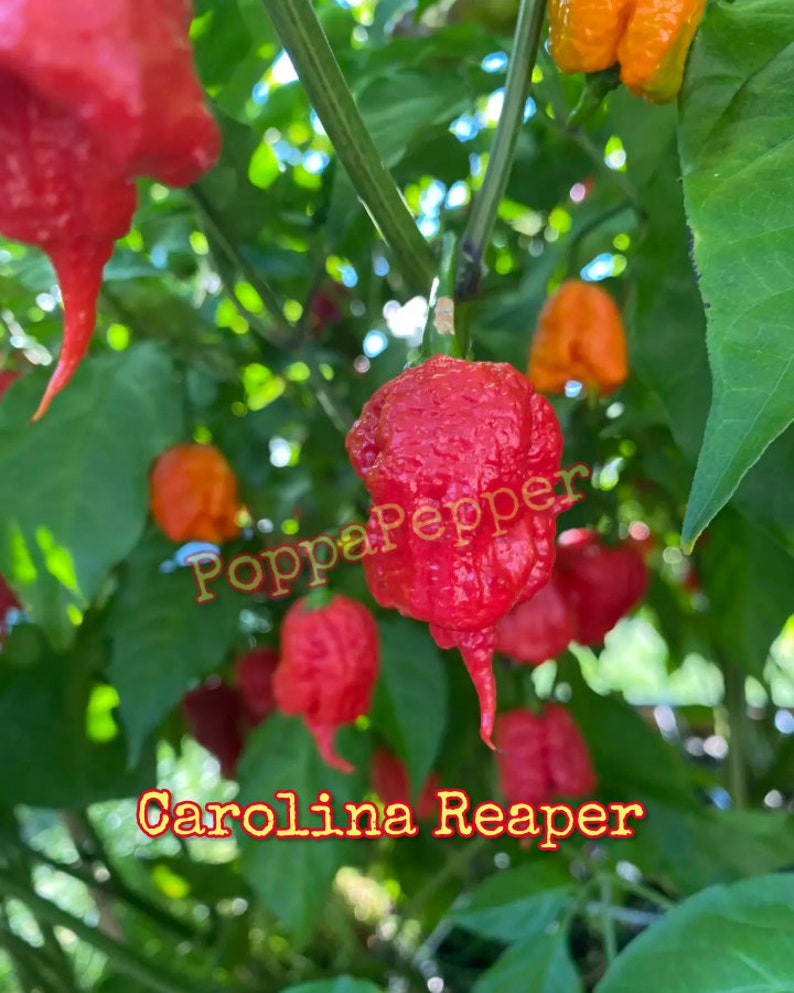 Carolina Reaper Seeds - Etsy