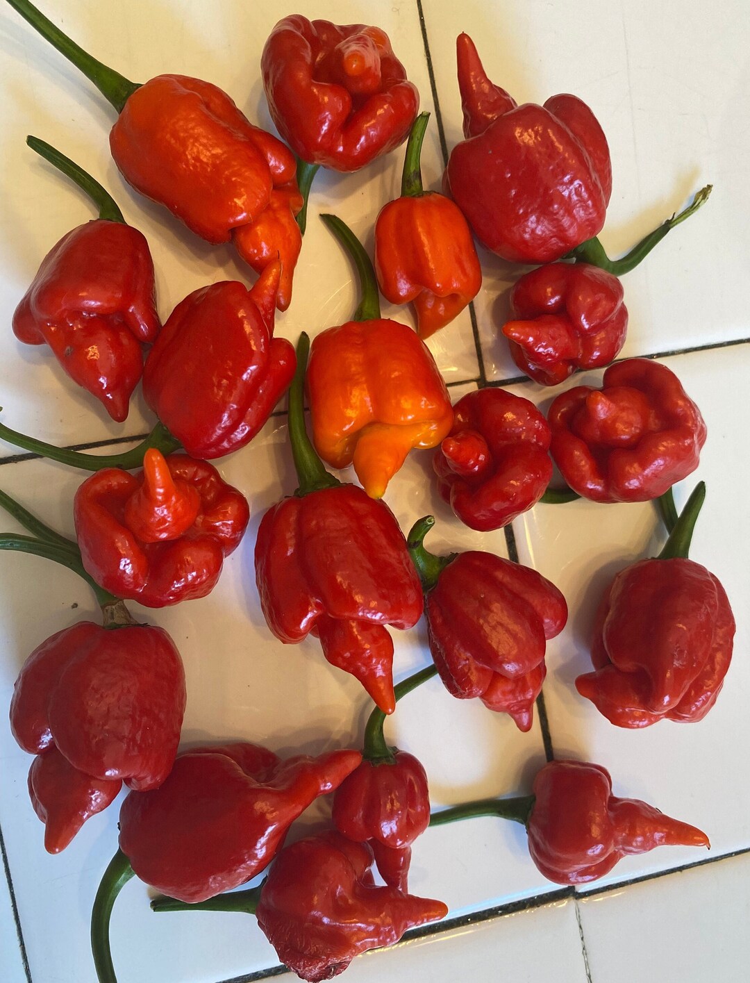 Red Trinidad Scorpion Pepper Seeds - Etsy