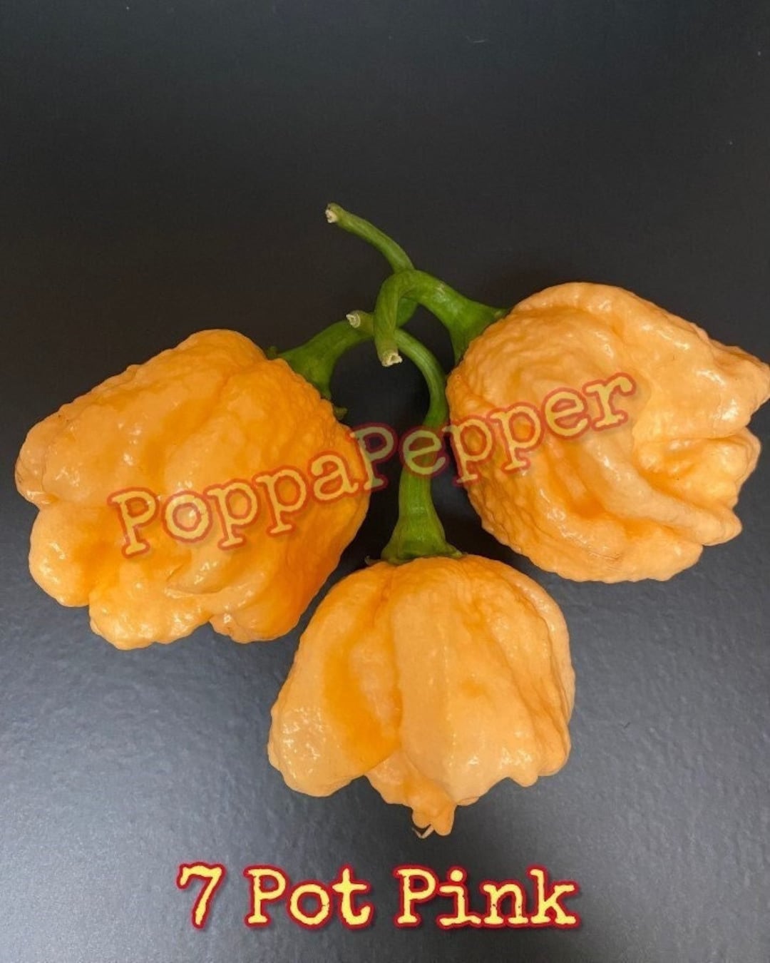 7 Pot Pink Pepper Seeds - Etsy